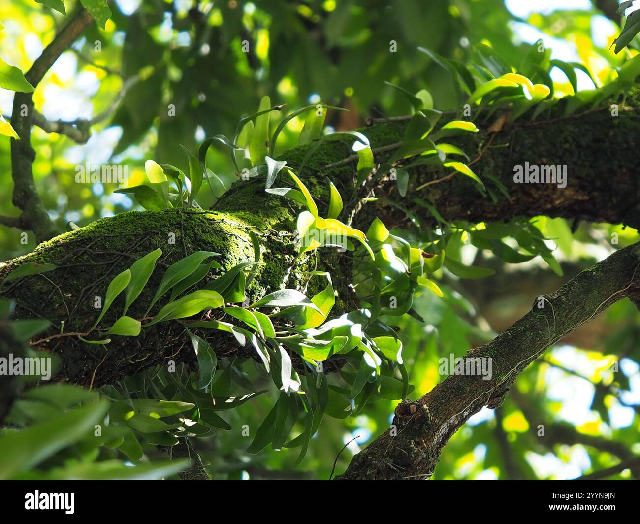 Lanceleaf Tongue Fern (Pyrrosia lanceolata Stock Photo - Alamy