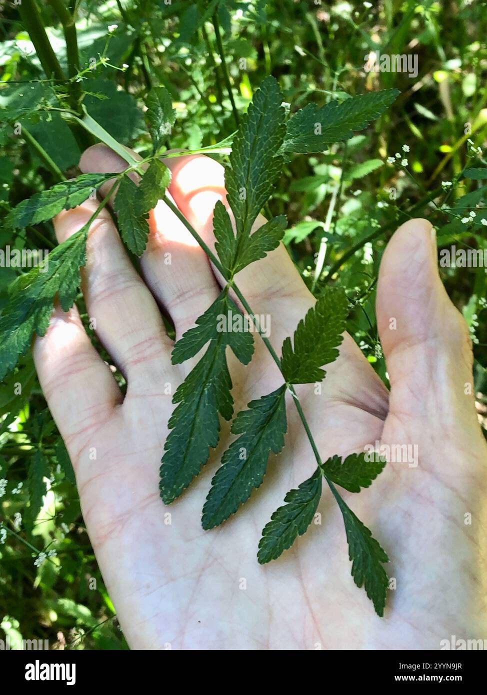 stone parsley (Sison amomum Stock Photo - Alamy