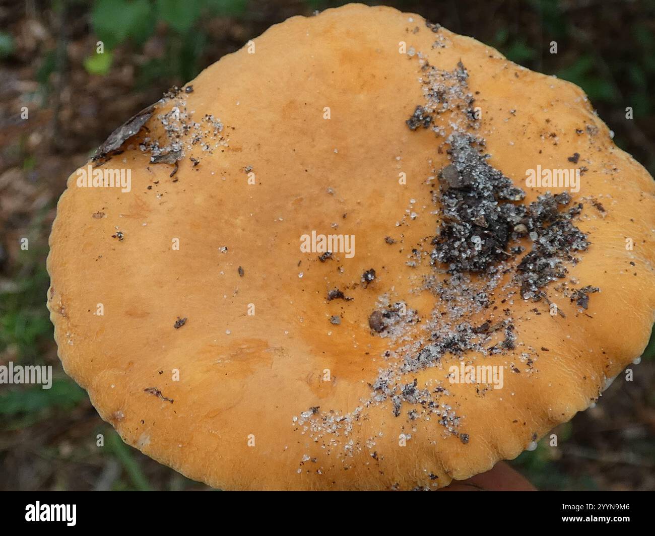 hygrophorus milkcap (Lactifluus hygrophoroides Stock Photo - Alamy