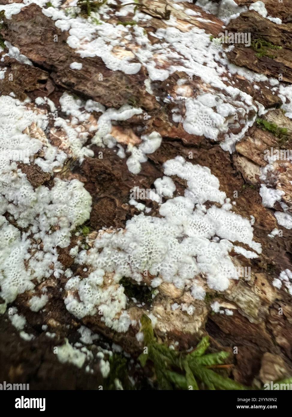 Honeycomb Coral Slime Mold (Ceratiomyxa porioides Stock Photo - Alamy