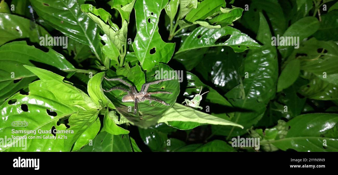 Wolf Spiders and Allies (Lycosoidea Stock Photo - Alamy