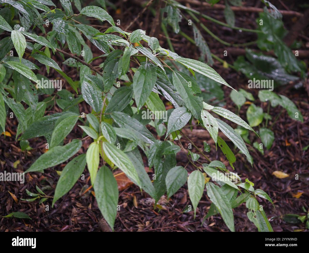 Longpedicel Woodnettle (Oreocnide pedunculata Stock Photo - Alamy