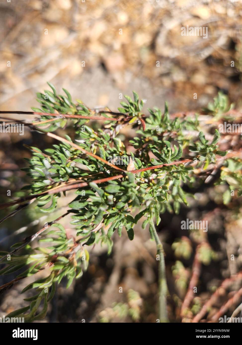ringed-stem bastard-sage (Eriogonum wrightii membranaceum Stock Photo ...