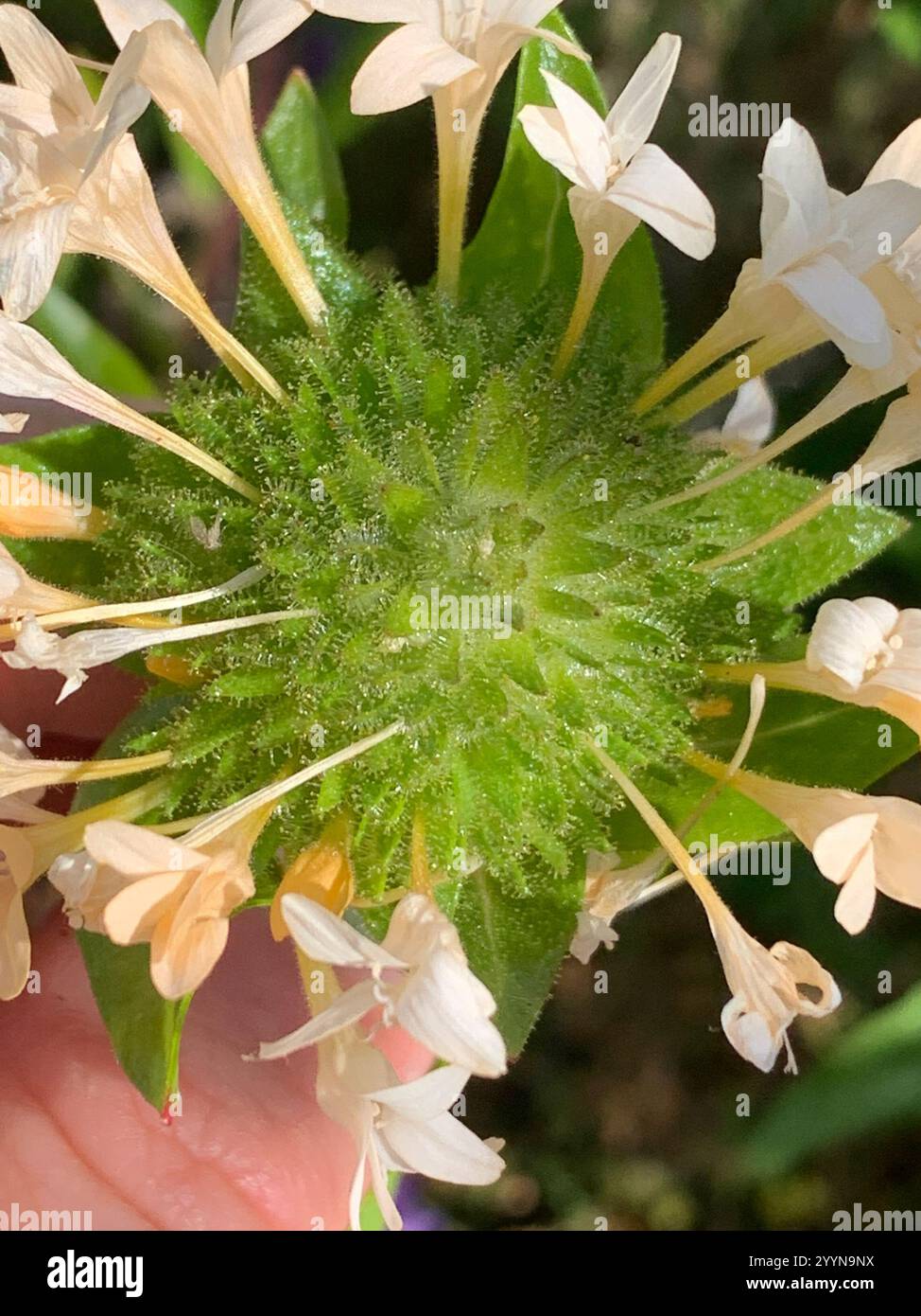 grand collomia (Collomia grandiflora Stock Photo - Alamy