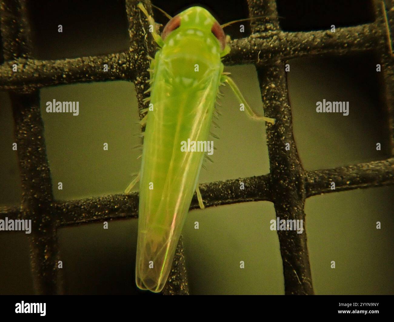Potato Leafhopper (Empoasca fabae Stock Photo - Alamy