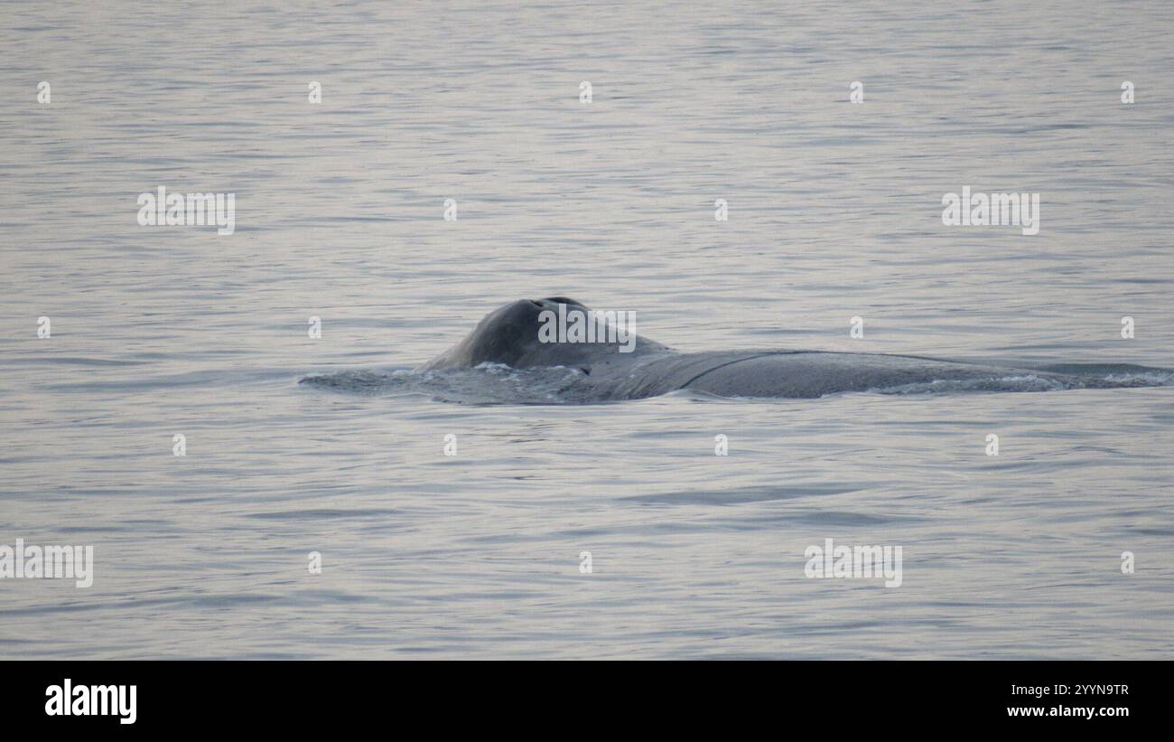 Bowhead Whale (Balaena mysticetus Stock Photo - Alamy