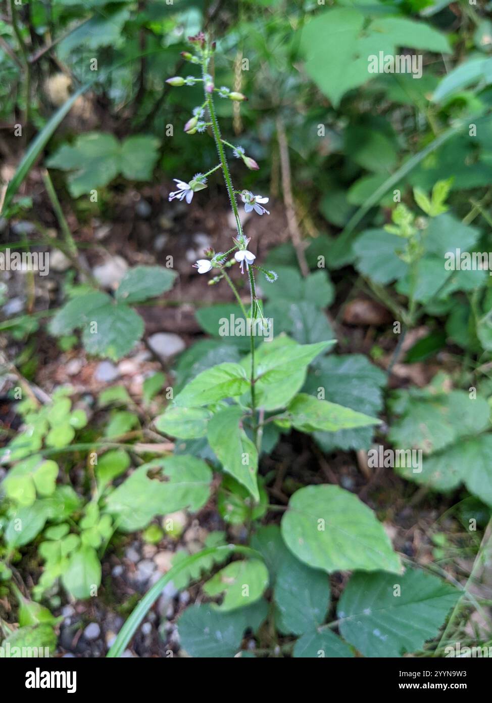 enchanter's-nightshade (Circaea lutetiana Stock Photo - Alamy