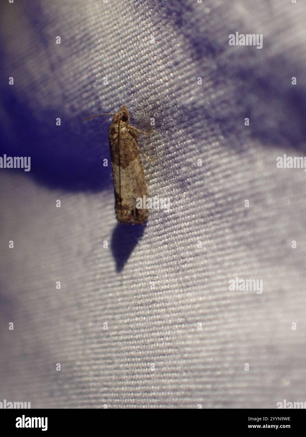 Eye-spotted Bud Moth (Spilonota ocellana Stock Photo - Alamy