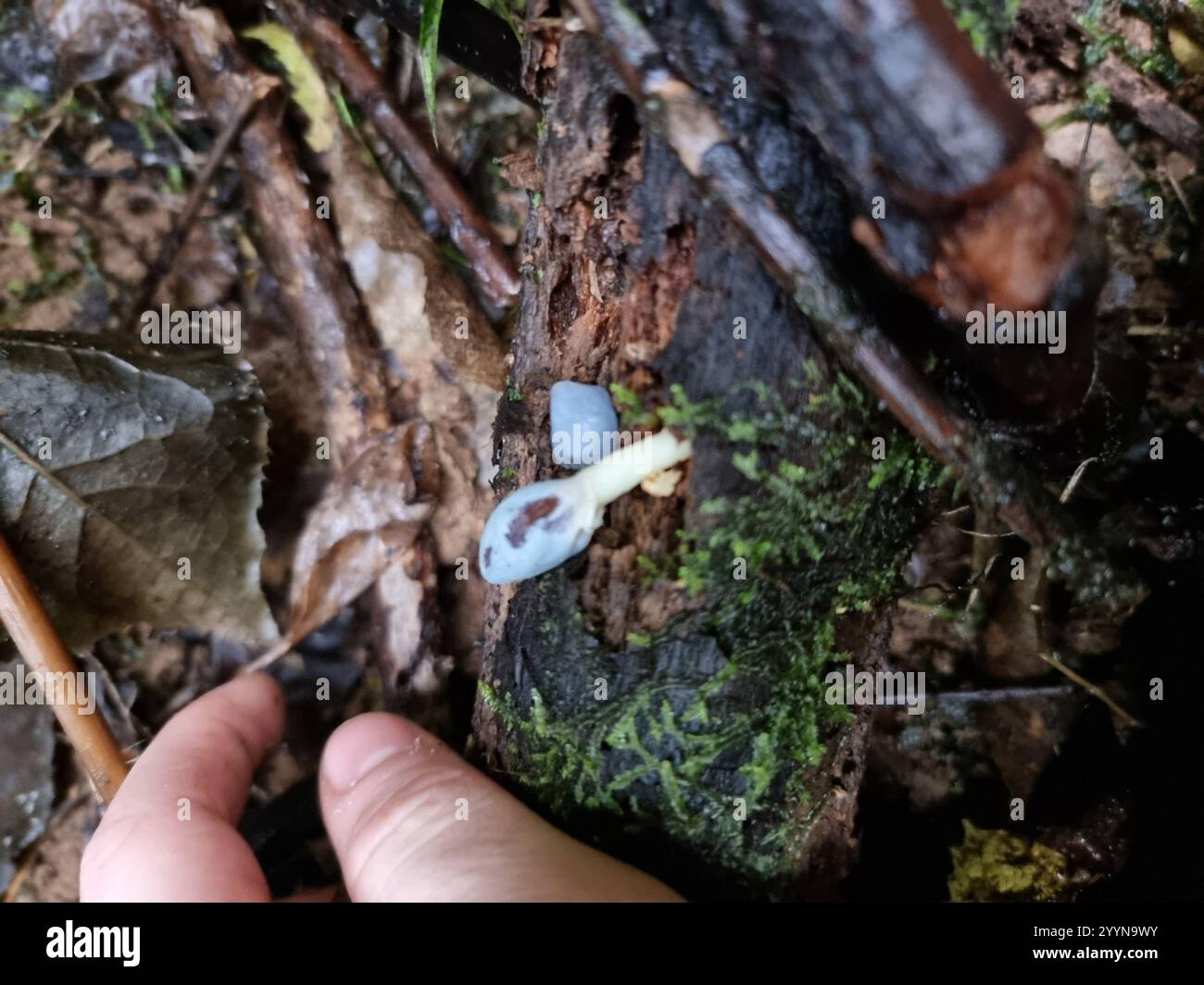 Blue Pouch Fungus (Clavogaster virescens Stock Photo - Alamy