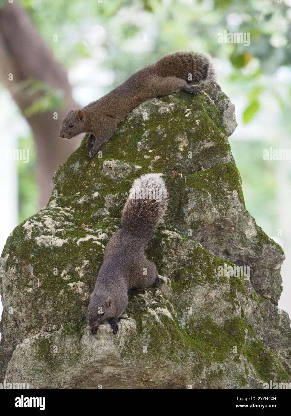 Taiwan Squirrel (Callosciurus erythraeus thaiwanensis Stock Photo - Alamy