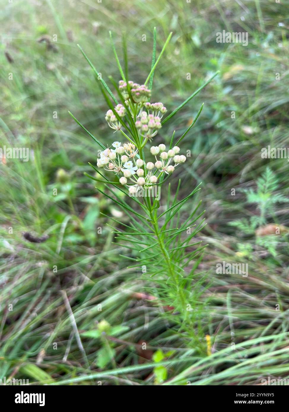whorled milkweed (Asclepias verticillata Stock Photo - Alamy