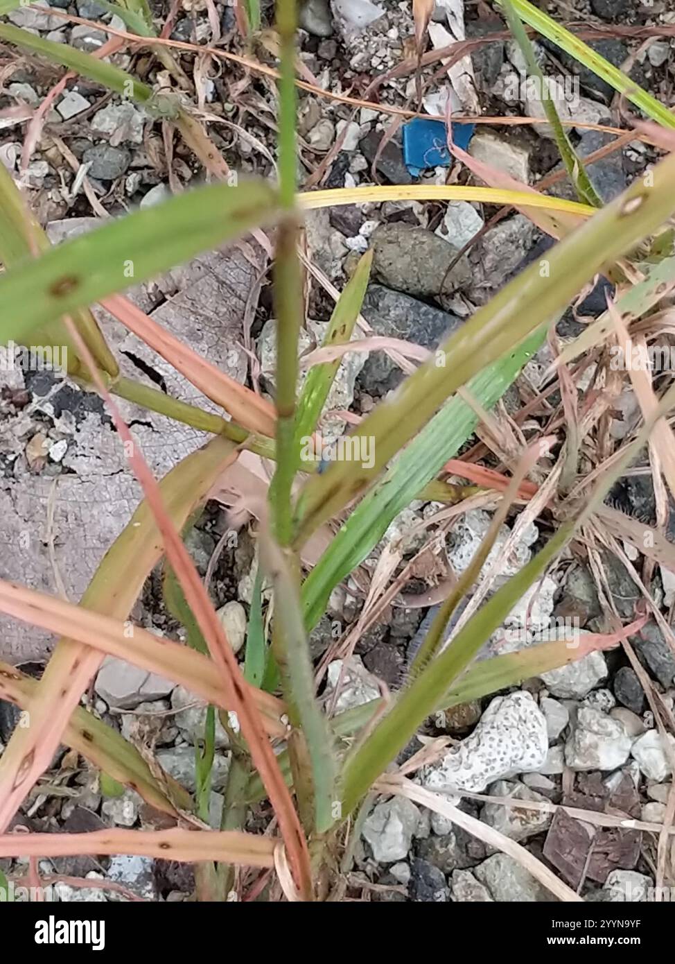 Durban Crowfoot (Dactyloctenium aegyptium Stock Photo - Alamy