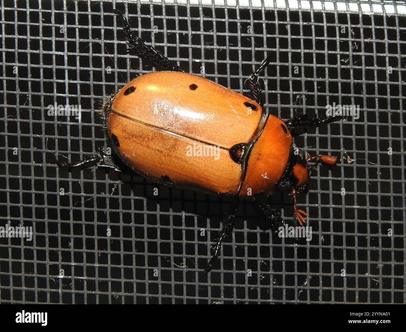 Grapevine Beetle (Pelidnota punctata Stock Photo - Alamy