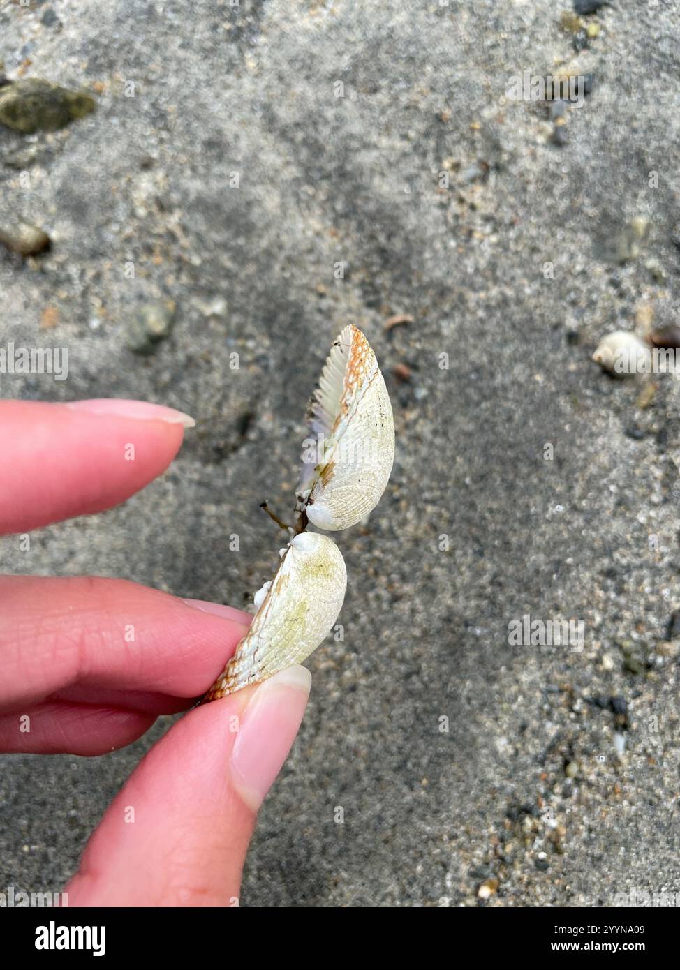 Common Cockle (Cerastoderma edule Stock Photo - Alamy