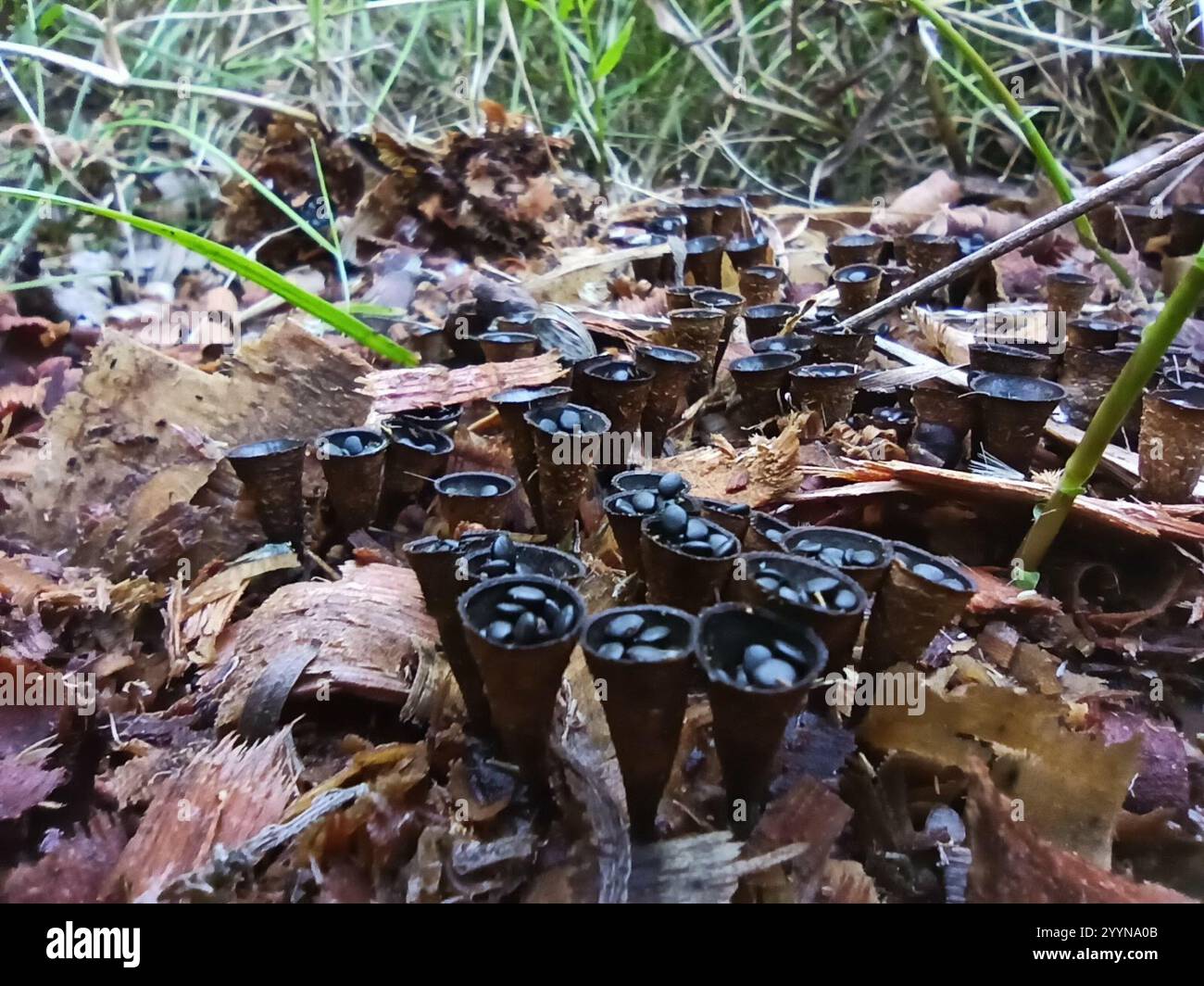 dung-loving bird's nest fungus (Cyathus stercoreus Stock Photo - Alamy