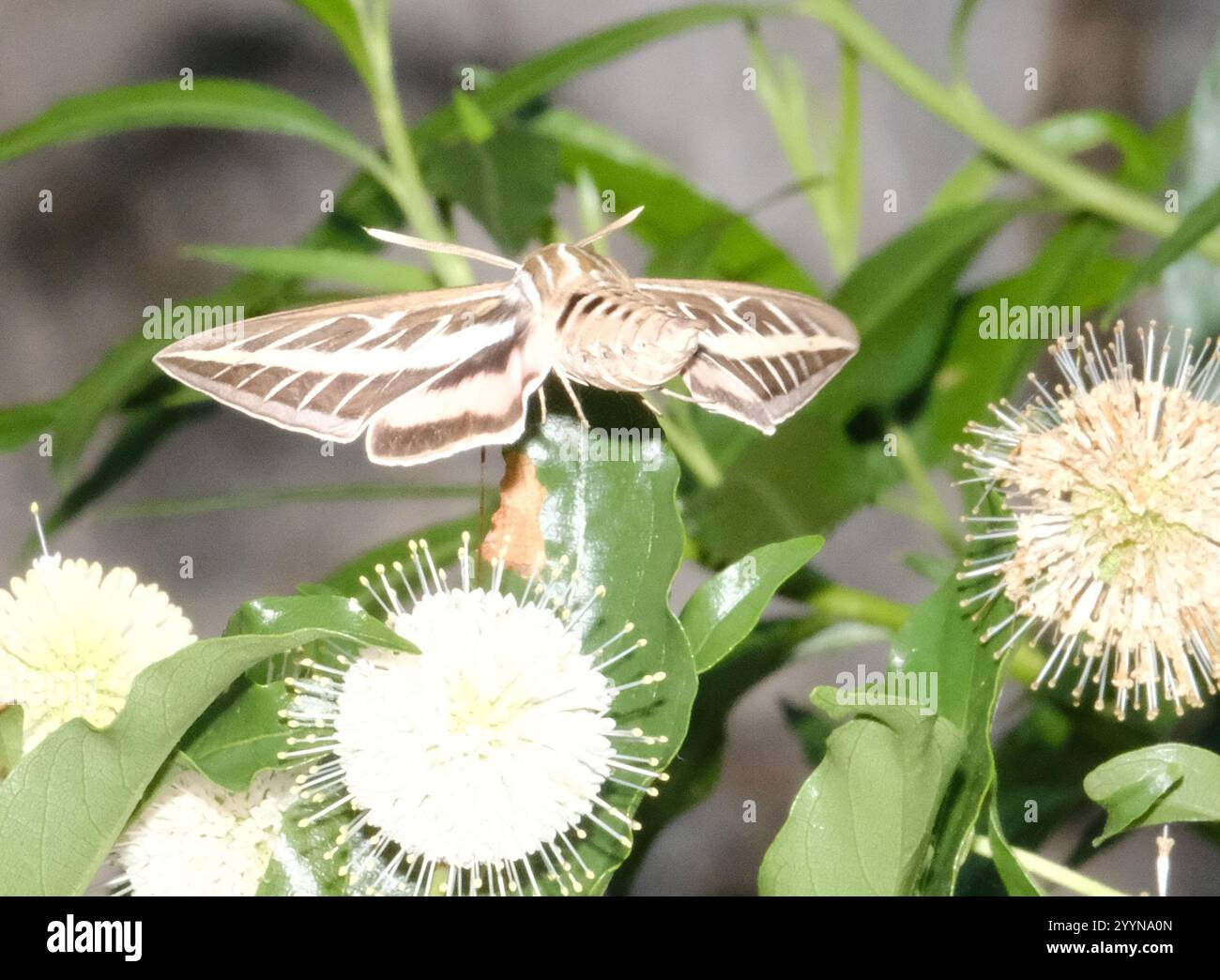 White-lined Sphinx (Hyles lineata Stock Photo - Alamy