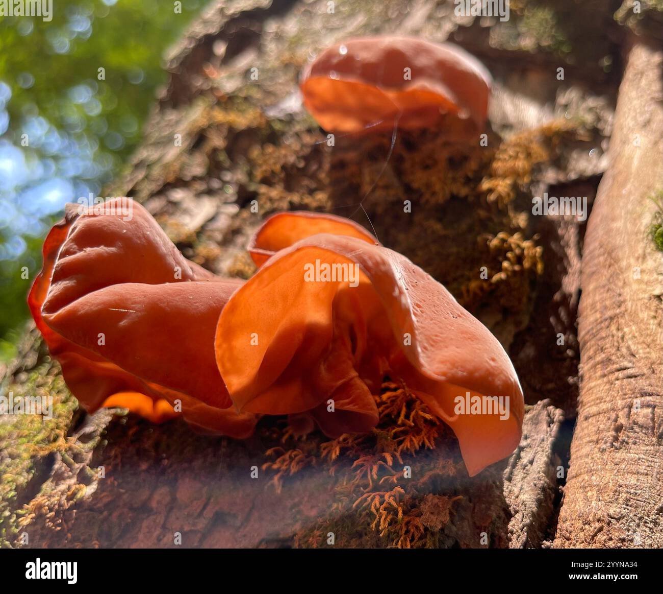 Wood ear fungi (Auricularia Stock Photo - Alamy