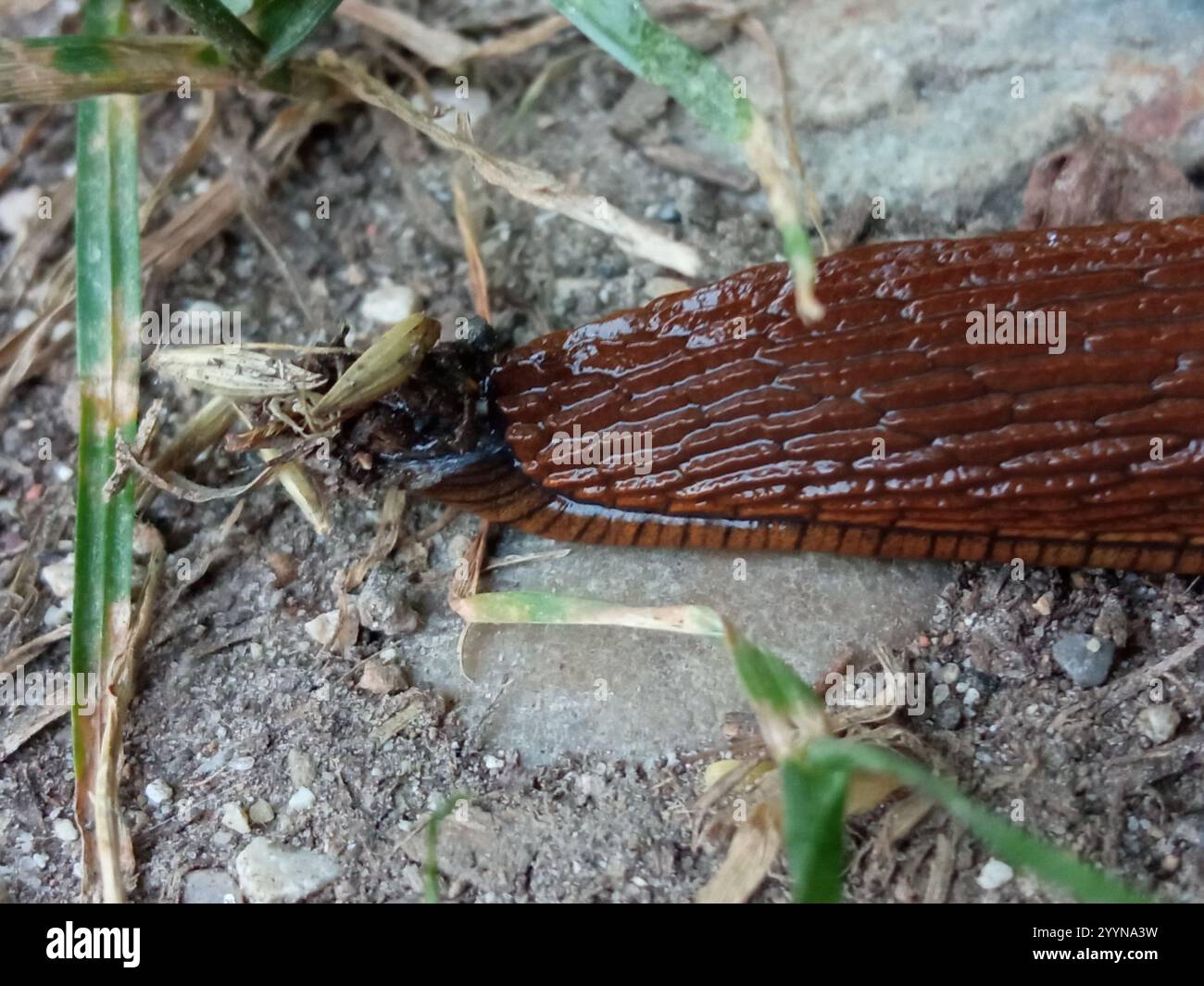 Arion Slugs (Arion Stock Photo - Alamy