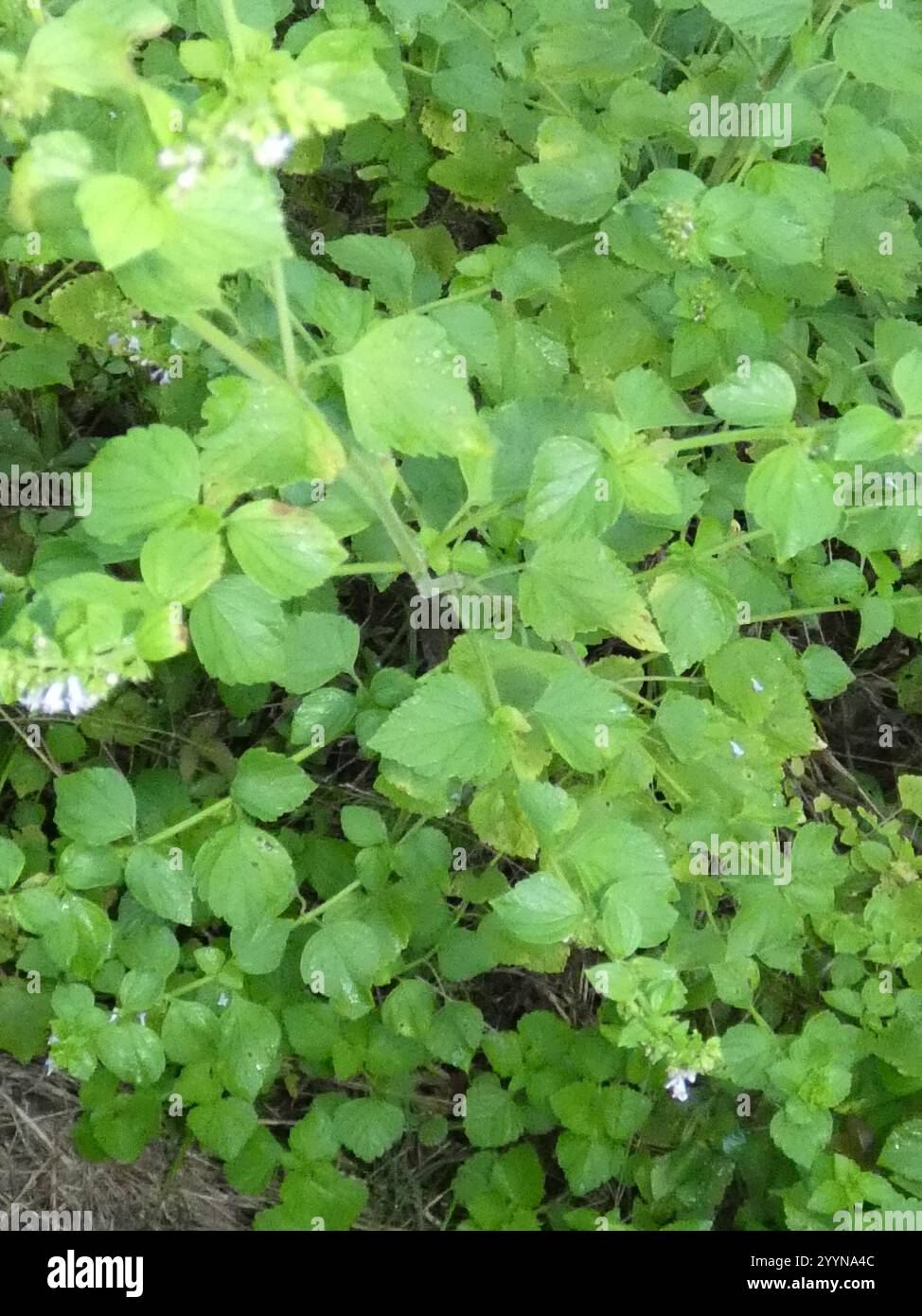 Tropical Bushmint (Hyptis mutabilis Stock Photo - Alamy