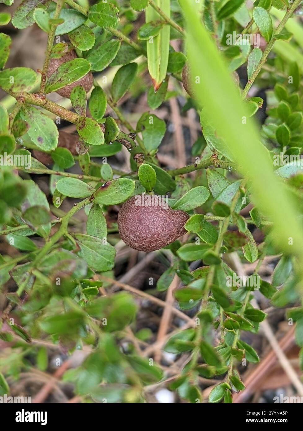 Blueberry Stem Gall Wasp (Hemadas nubilipennis Stock Photo - Alamy