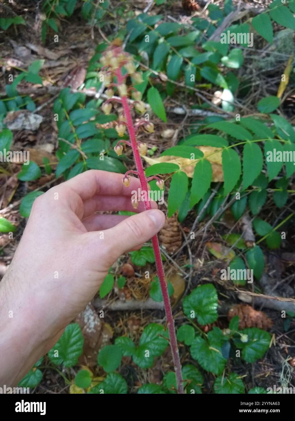 woodland pinedrops (Pterospora andromedea Stock Photo - Alamy