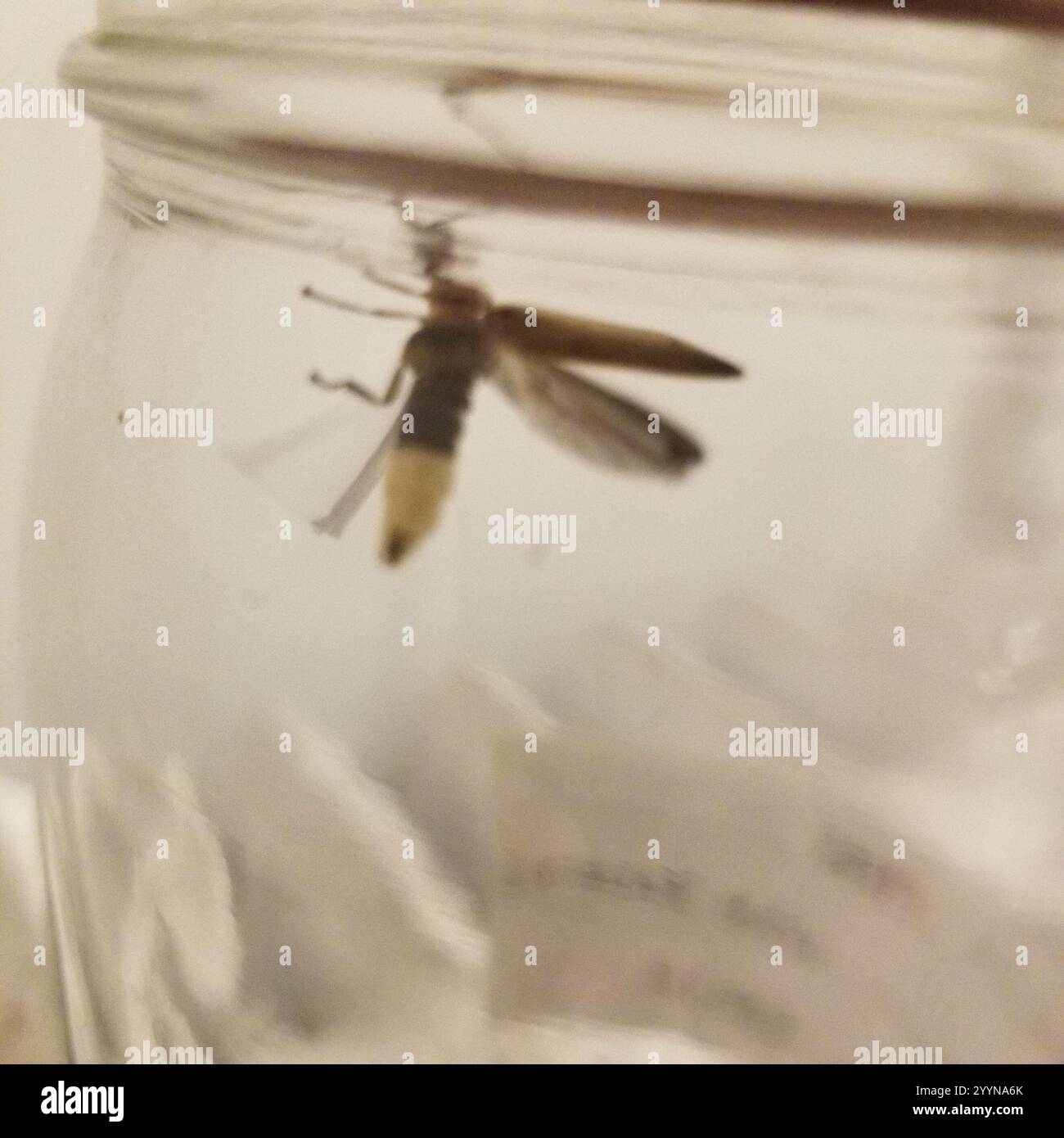 Common Eastern Firefly (Photinus pyralis Stock Photo - Alamy