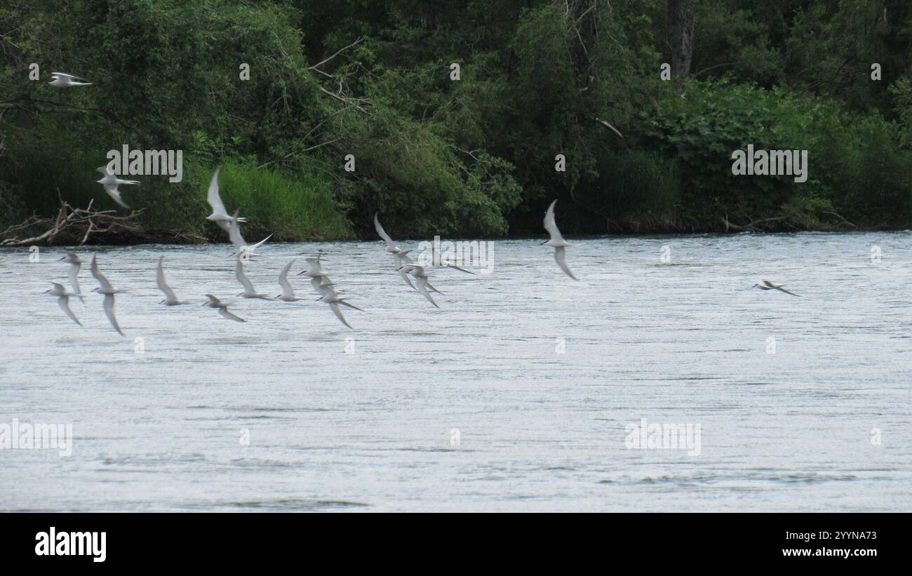 Siberian Common Tern (Sterna hirundo longipennis Stock Photo - Alamy