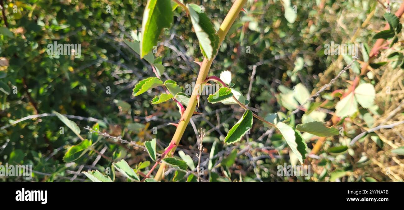 California Wild Rose (Rosa californica Stock Photo - Alamy