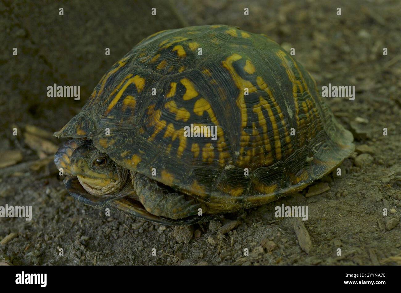 Eastern Box Turtle (Terrapene carolina carolina Stock Photo - Alamy