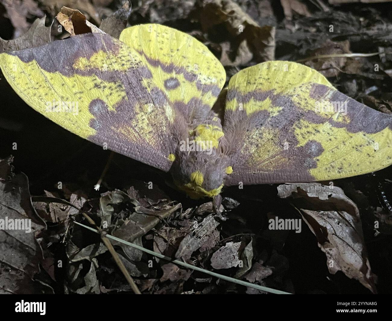 Imperial Moth (Eacles imperialis Stock Photo - Alamy
