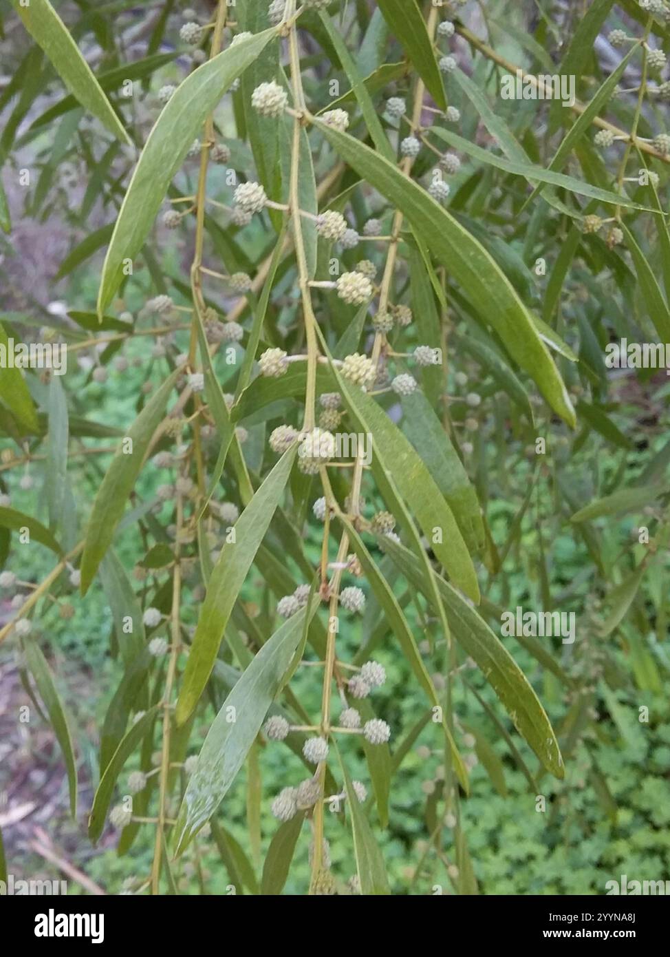 Varnish Wattle (Acacia verniciflua Stock Photo - Alamy