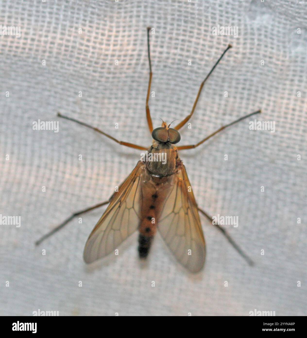 Rhagio tringarius hi-res stock photography and images - Alamy