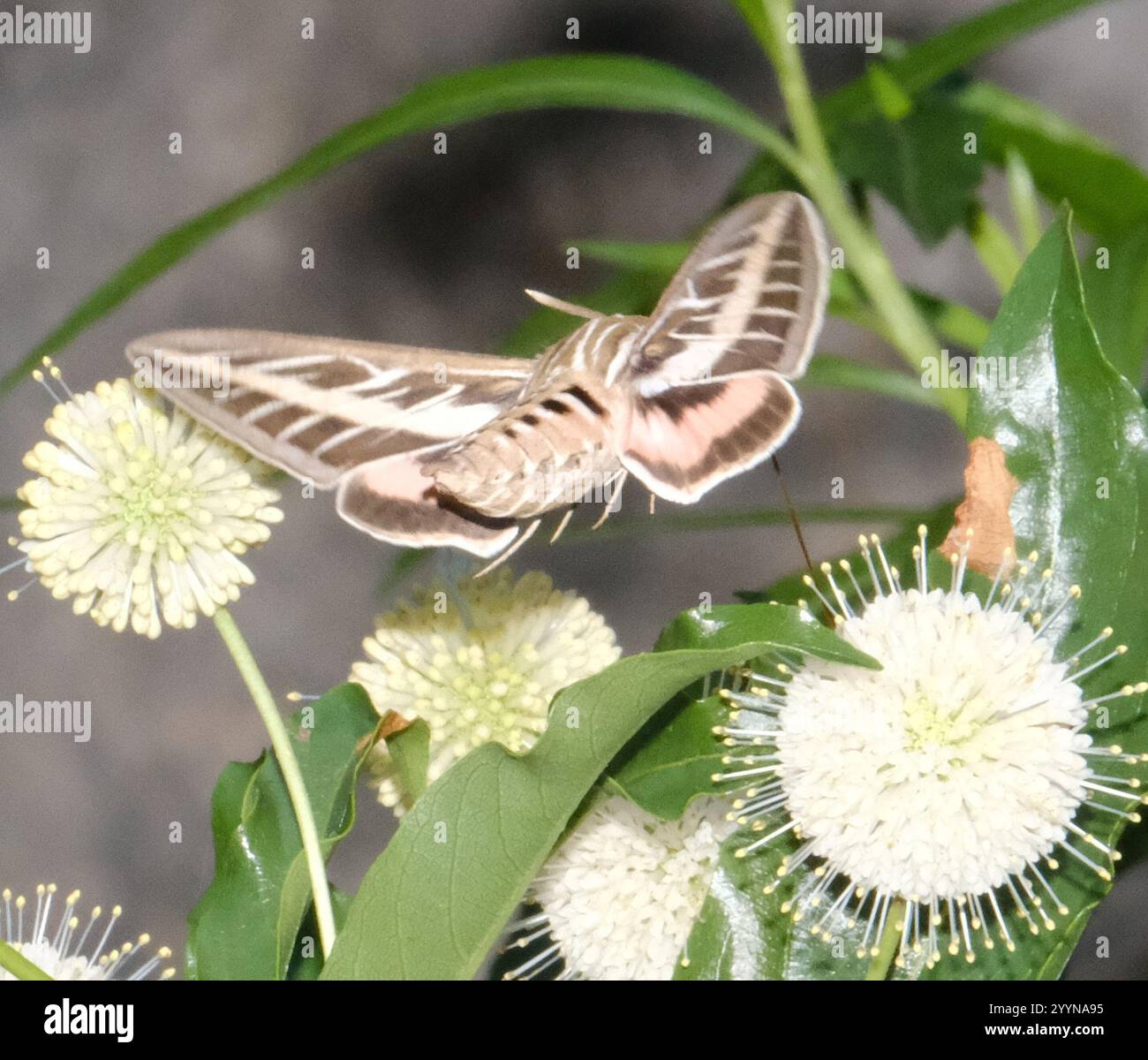 White-lined Sphinx (Hyles lineata Stock Photo - Alamy