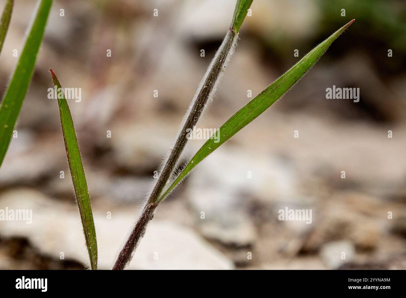 common soft brome (Bromus hordeaceus Stock Photo - Alamy