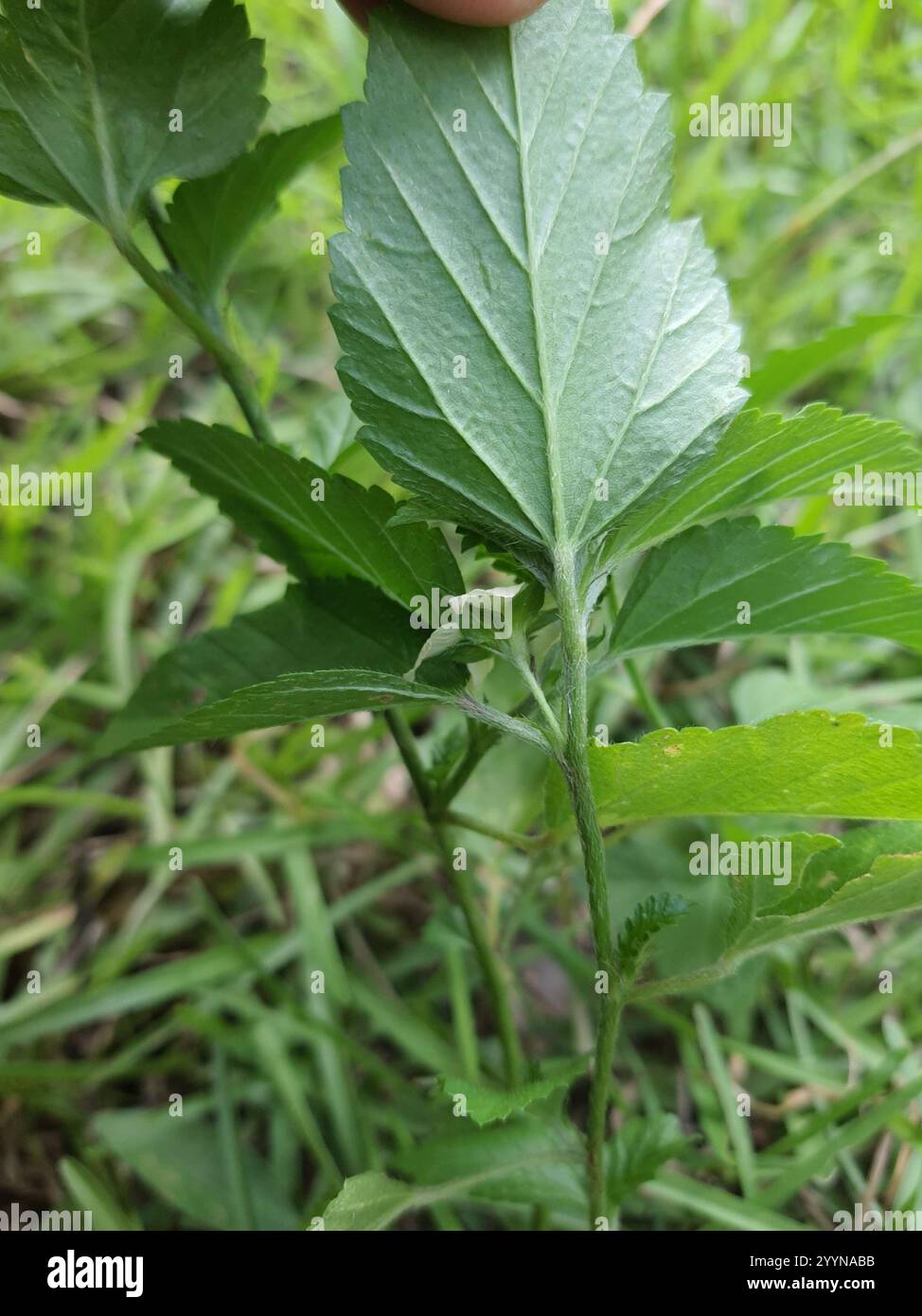 Malvastrum coromandelianum hi-res stock photography and images - Alamy
