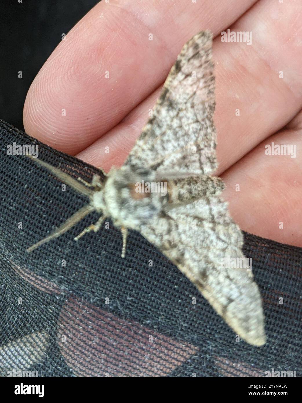 Peppered Moth (Biston betularia Stock Photo - Alamy