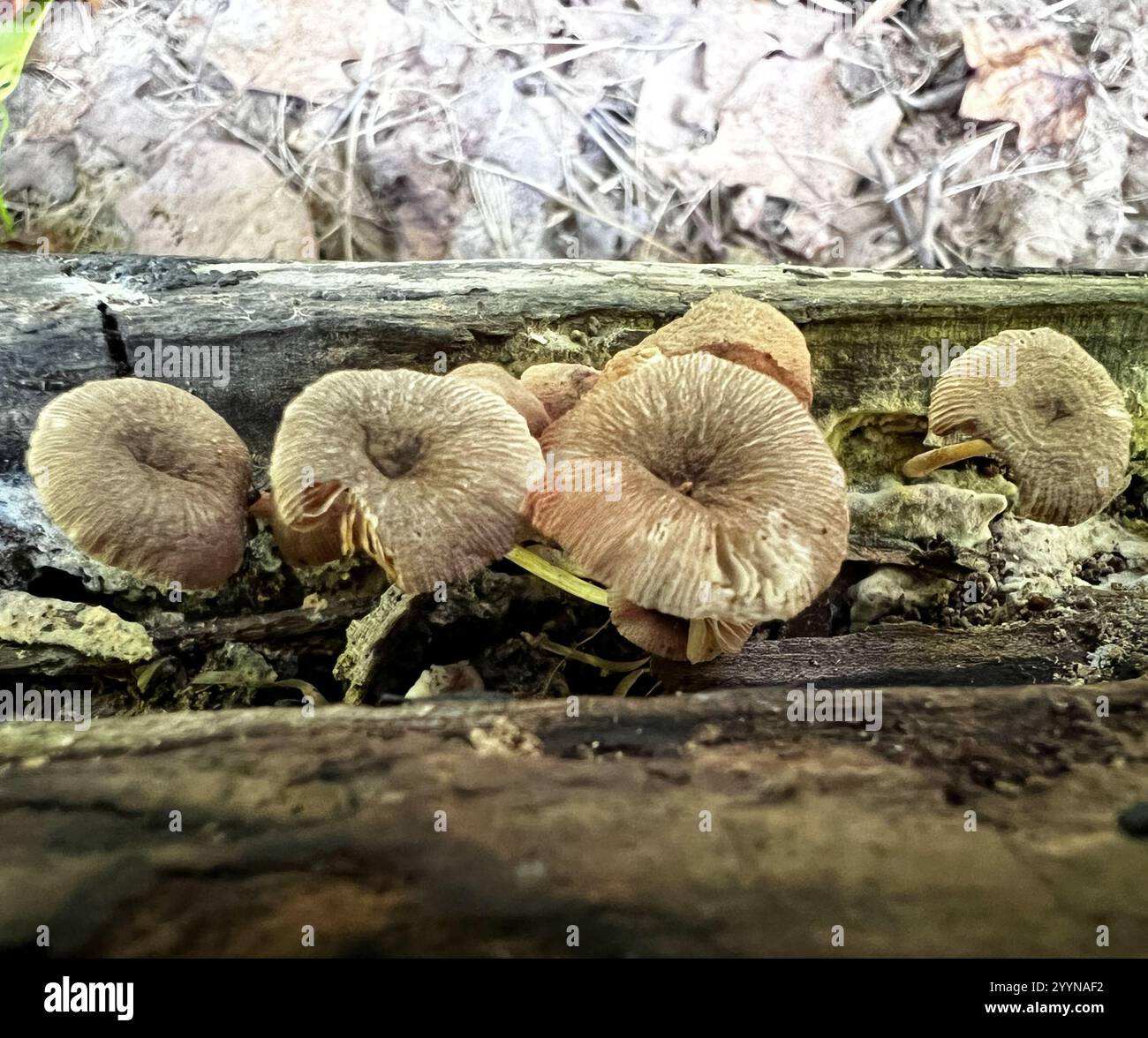 Pleated Pluteus (Pluteus longistriatus Stock Photo - Alamy