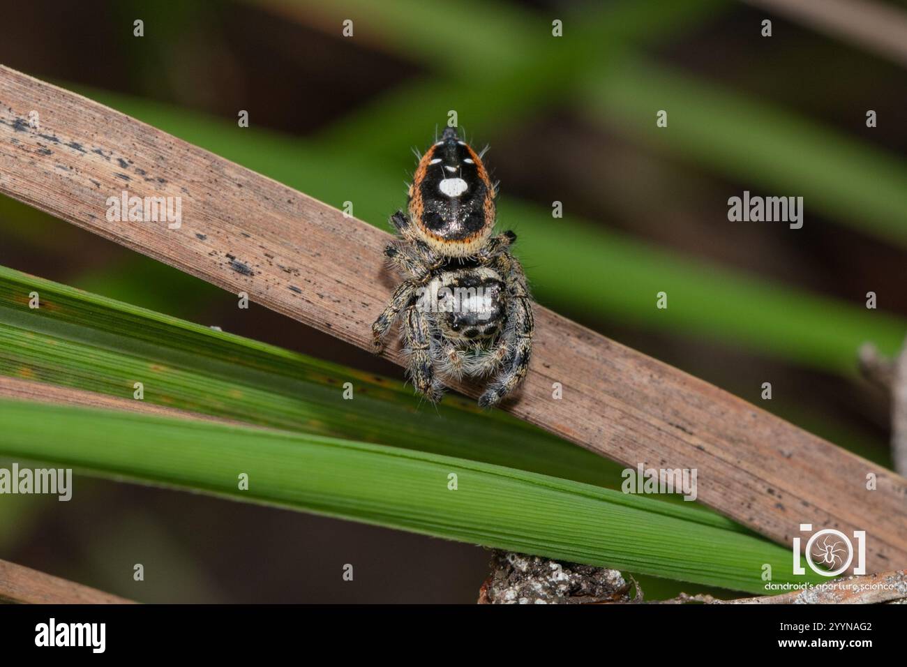 Workman's Jumping Spider (Phidippus workmani Stock Photo - Alamy