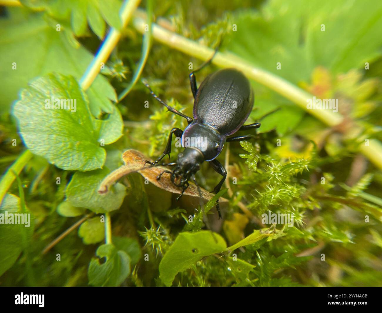 Violet ground beetle (Carabus violaceus Stock Photo - Alamy