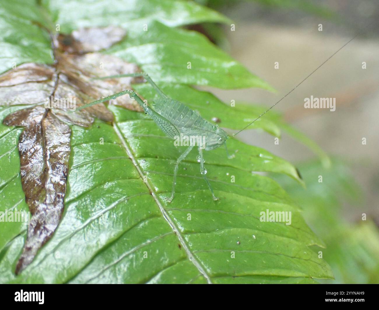 Leaf Katydids (Phaneropterinae Stock Photo - Alamy