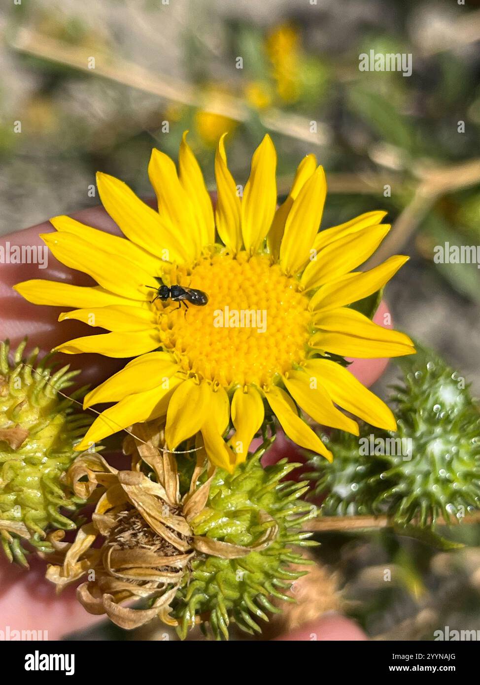 Masked Bees (Hylaeus Stock Photo - Alamy