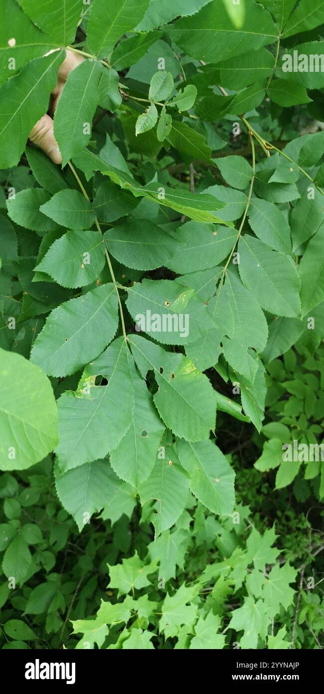 bitternut hickory (Carya cordiformis Stock Photo - Alamy