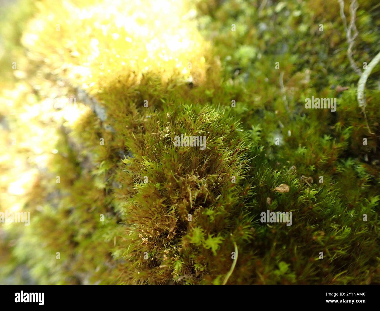 Sharp-leaved Blindia (Blindia acuta Stock Photo - Alamy