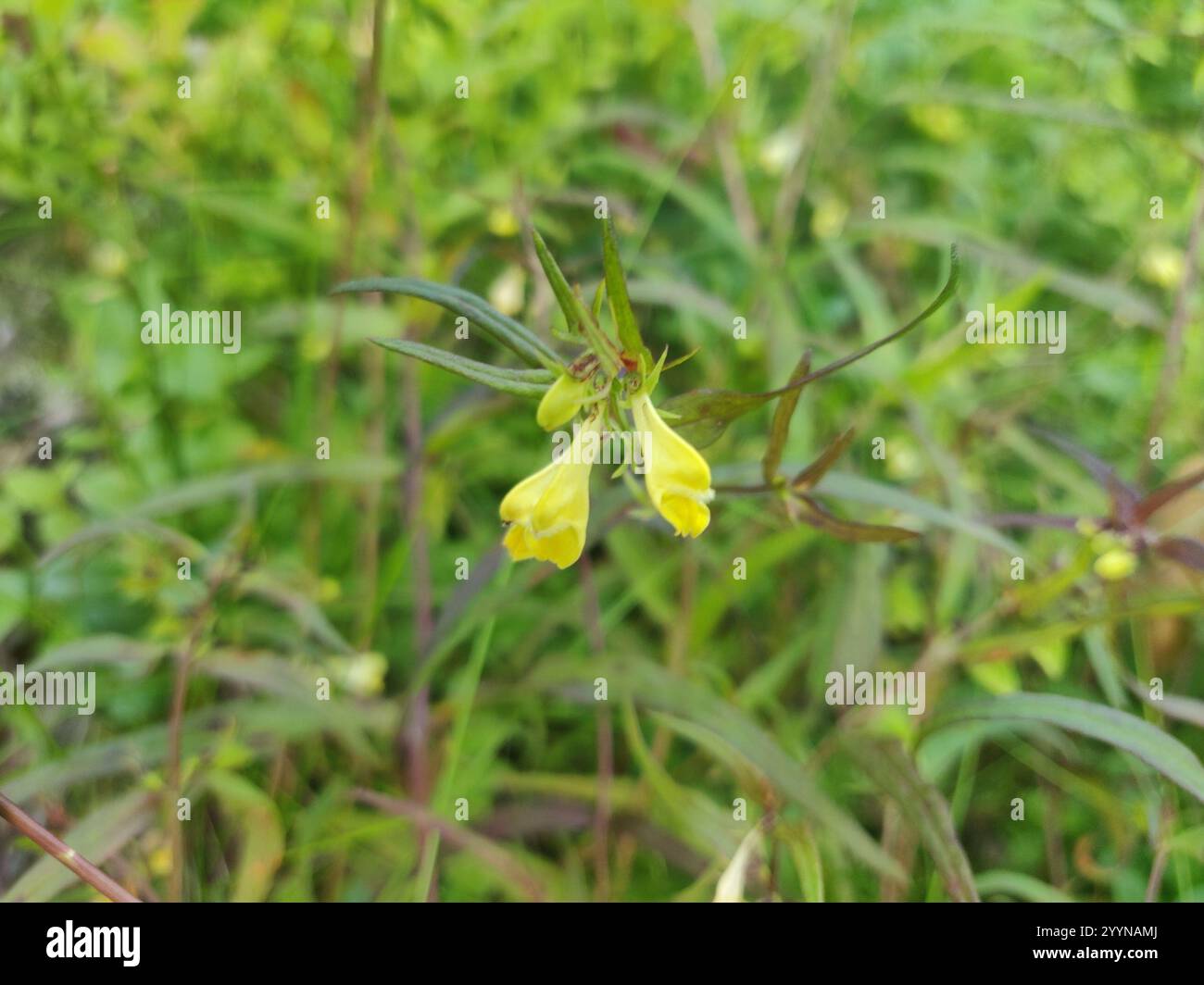 Common Cow-wheat (Melampyrum pratense Stock Photo - Alamy