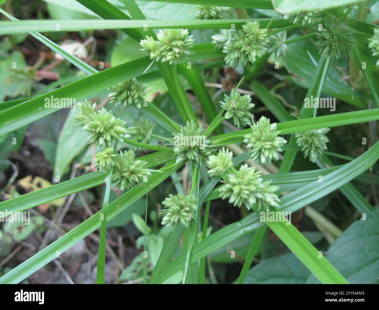 tall flatsedge (Cyperus eragrostis Stock Photo - Alamy
