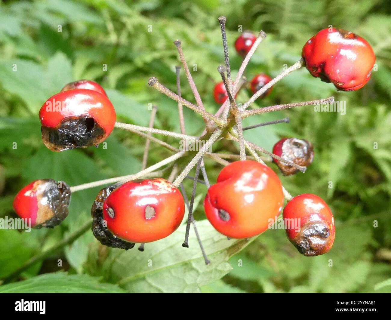 red baneberry (Actaea rubra Stock Photo - Alamy