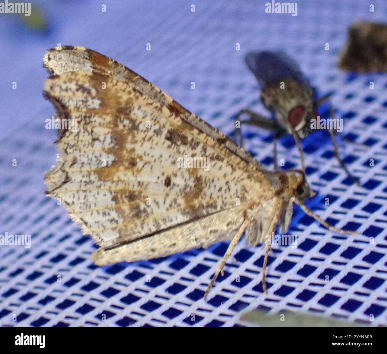 Sharp-angled Peacock Moth (Macaria alternata Stock Photo - Alamy