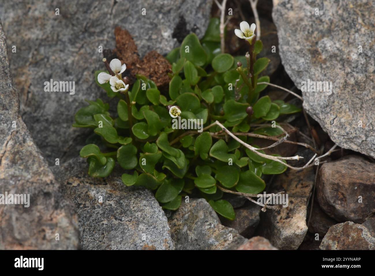 alpine bittercress (Cardamine bellidifolia Stock Photo - Alamy