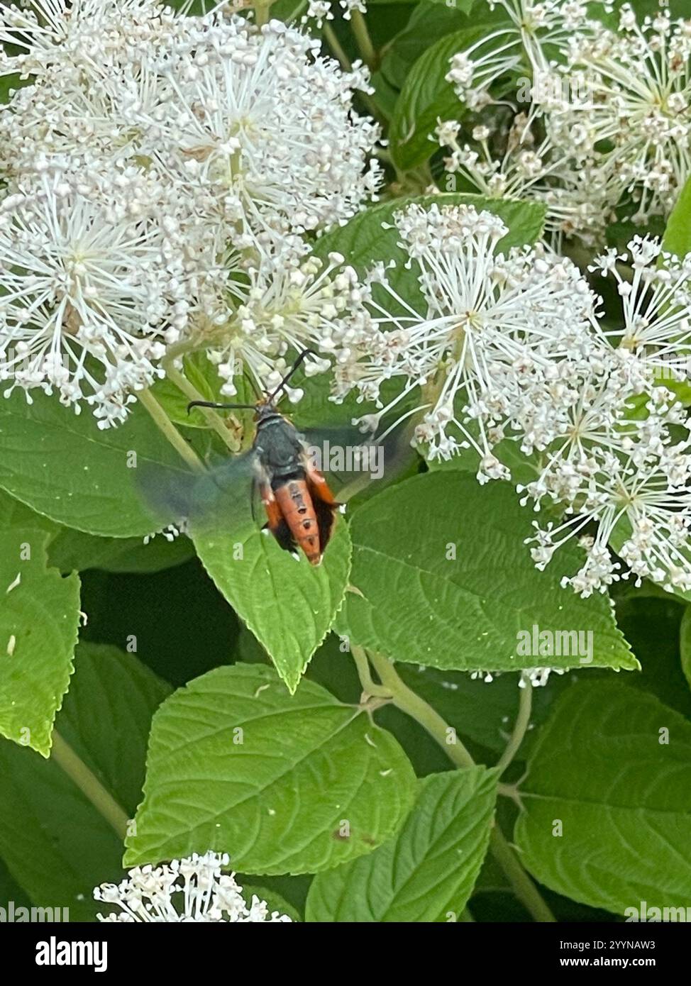 Squash Vine Borer (Eichlinia cucurbitae Stock Photo - Alamy