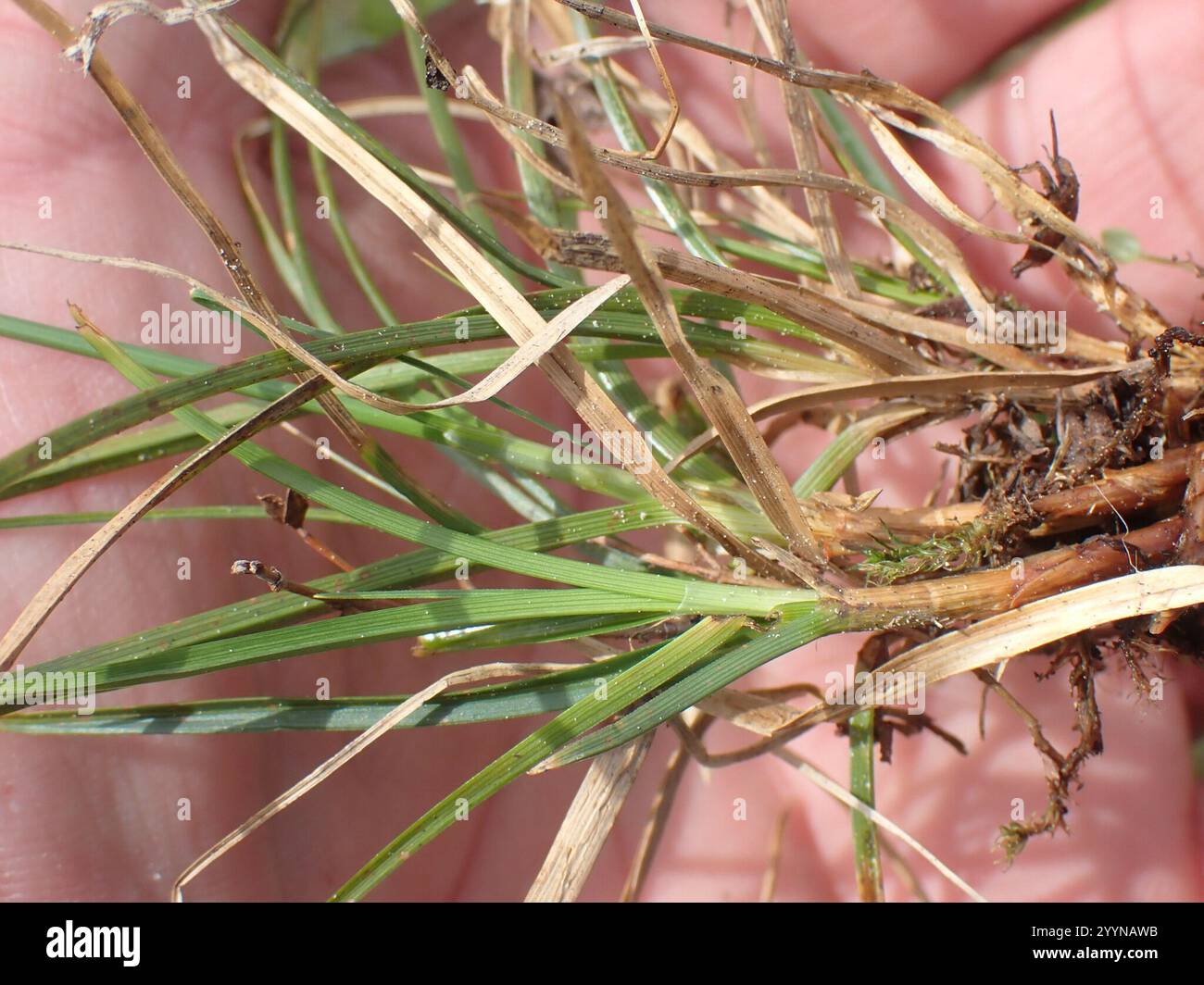 common spikerush (Eleocharis palustris Stock Photo - Alamy